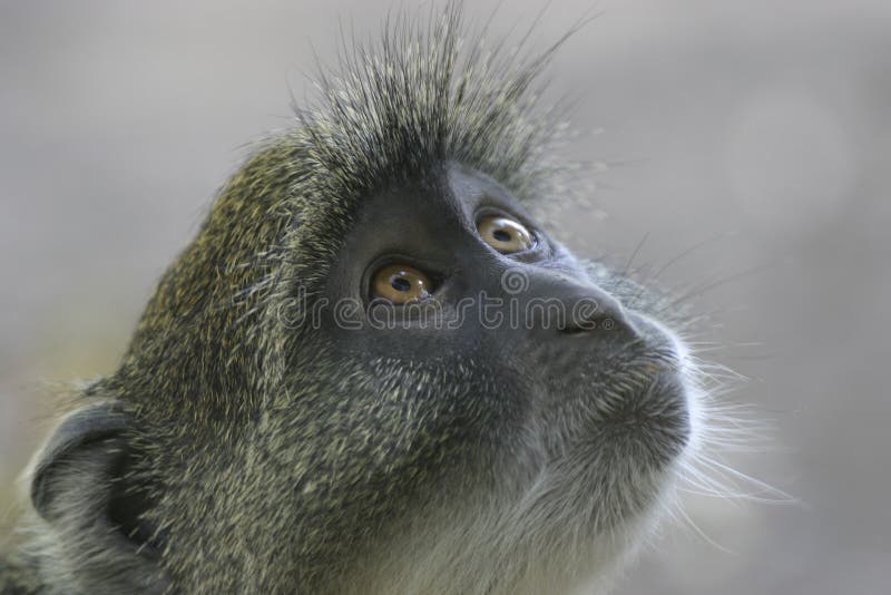 Monkey Look stock photo. Image of primate, cercopithecus - 656988