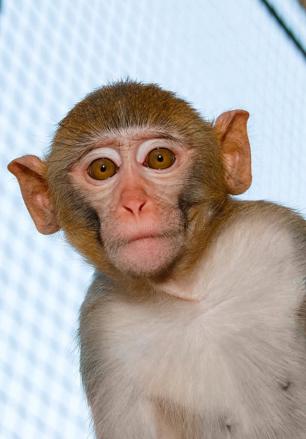 Monkey look at camera stock photo. Image of cute, looking - 130411296