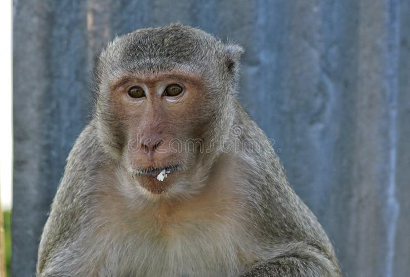 Monkey stock photo. Image of monkey, nature, animal, food - 60277268