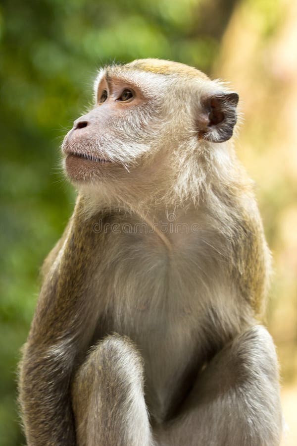 140 Monkey Look Forward Stock Photos - Free & Royalty-Free Stock Photos ...