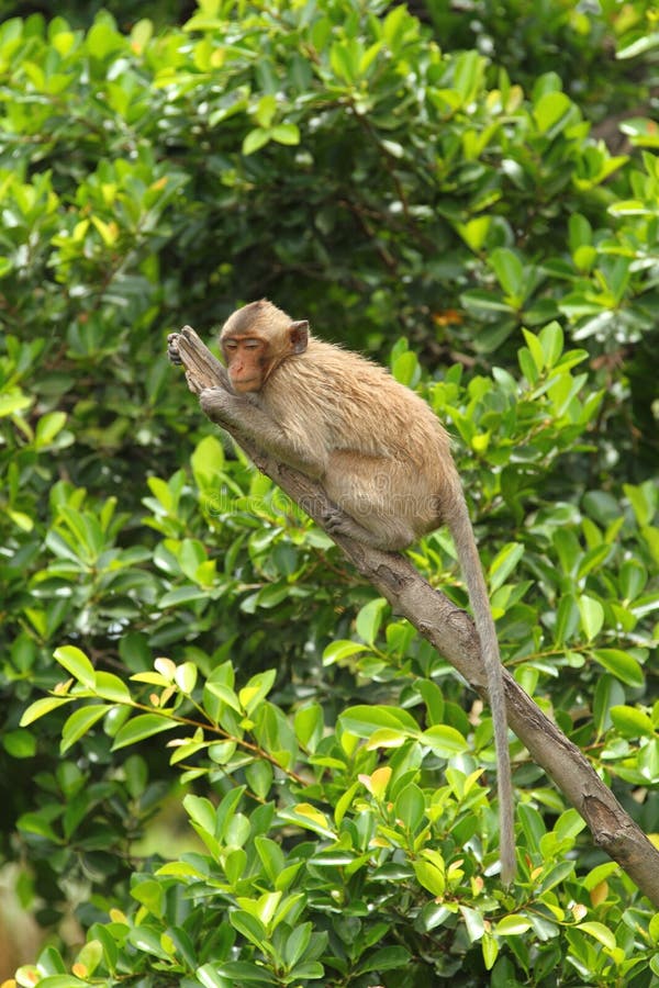 Monkey stock photo. Image of mammal, child, macaques - 32086744