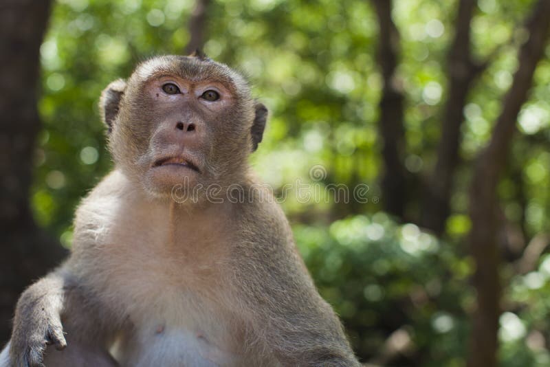 Monkey look stock photo. Image of look, fashion, looks - 95431898