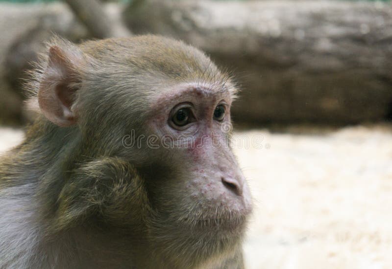 Monkey Look at the Sky with Nature Background Stock Photo - Image of ...