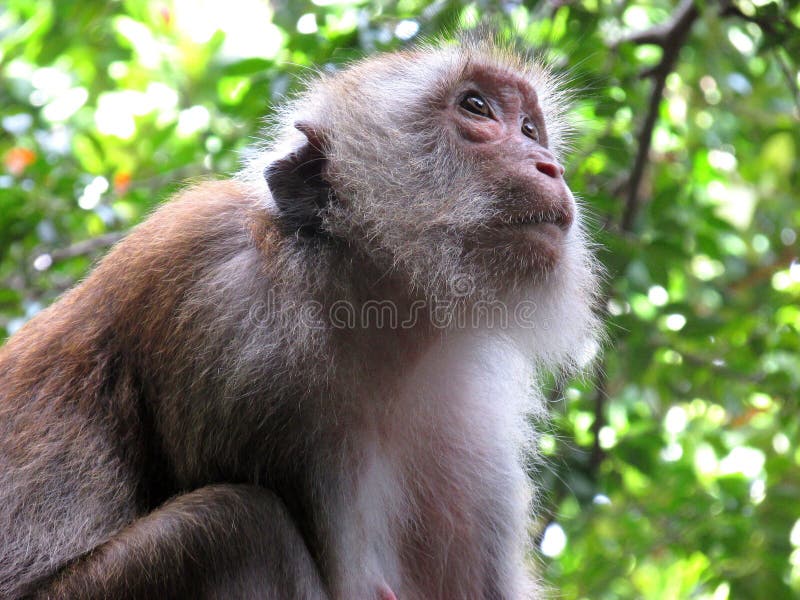 Monkey Look at the Sky with Nature Background Stock Photo - Image of ...