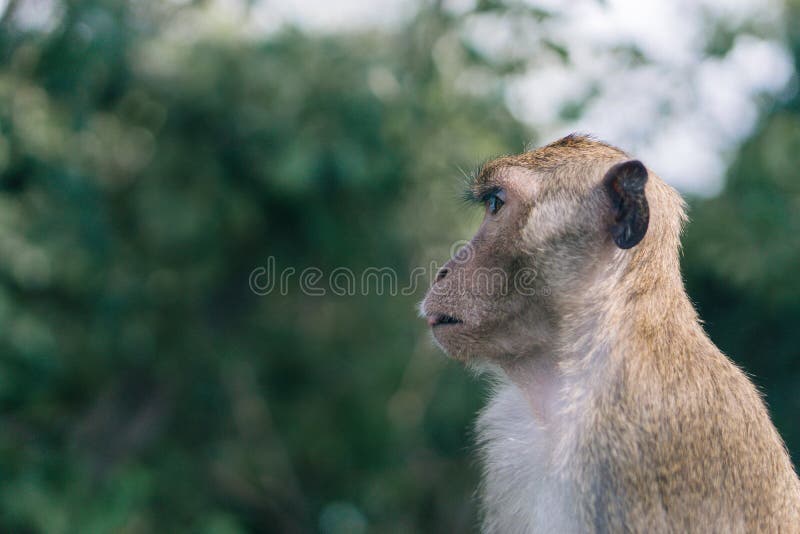 Monkey Look Something at the Street in Public Park Stock Image - Image ...