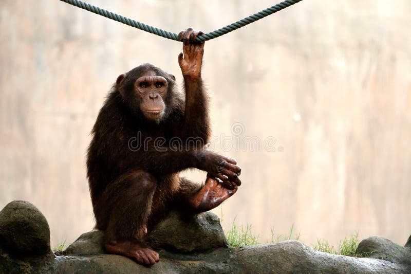 1,031 Fat Monkey Stock Photos - Free & Royalty-Free Stock Photos from ...