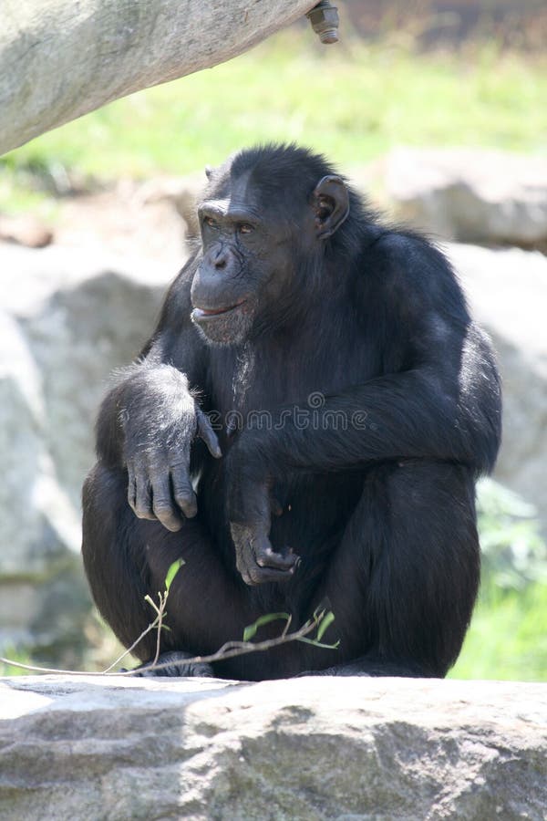 670+ Monkey looking Free Stock Photos - StockFreeImages