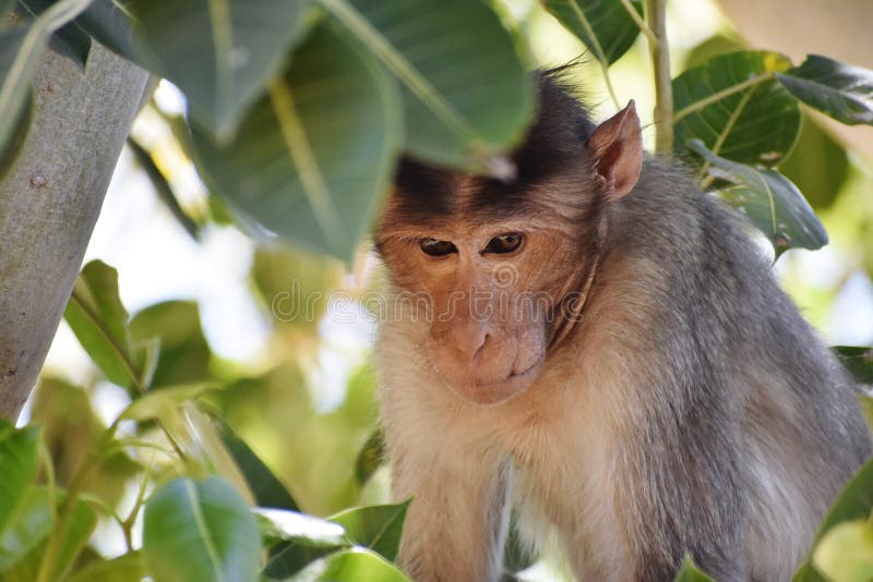 A monkey looking at away stock image. Image of looking - 223941733