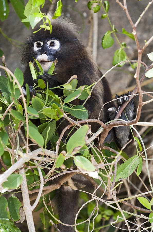 Monkey Looking Away stock image. Image of monkey, food - 24201693