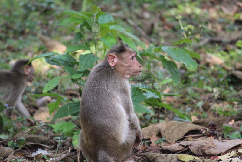 Monkey On My Back-surprised Stock Photo - Image of emotional, back ...