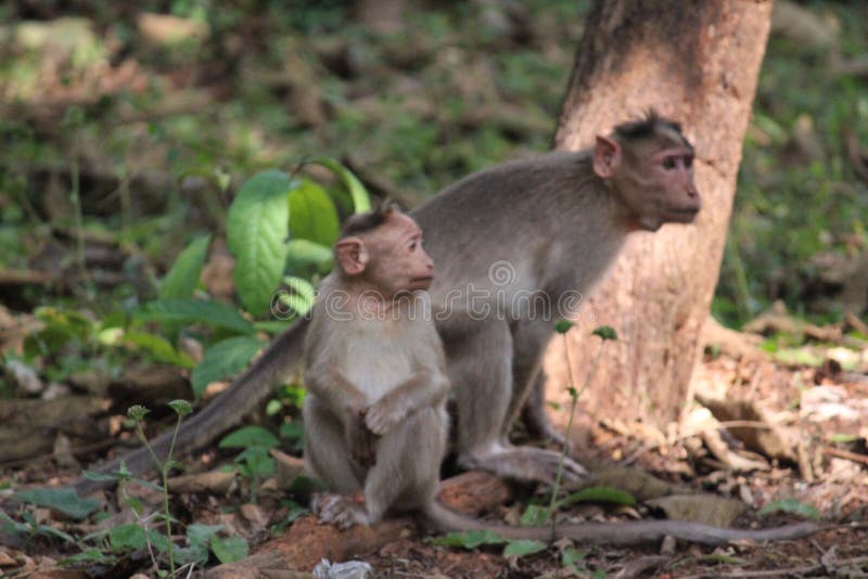 Monkey Looking Back stock photo. Image of jeep, wildlife - 133356232