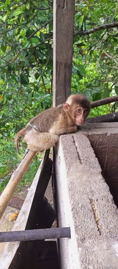 Monkey looking back to you stock photo. Image of looking - 242718270