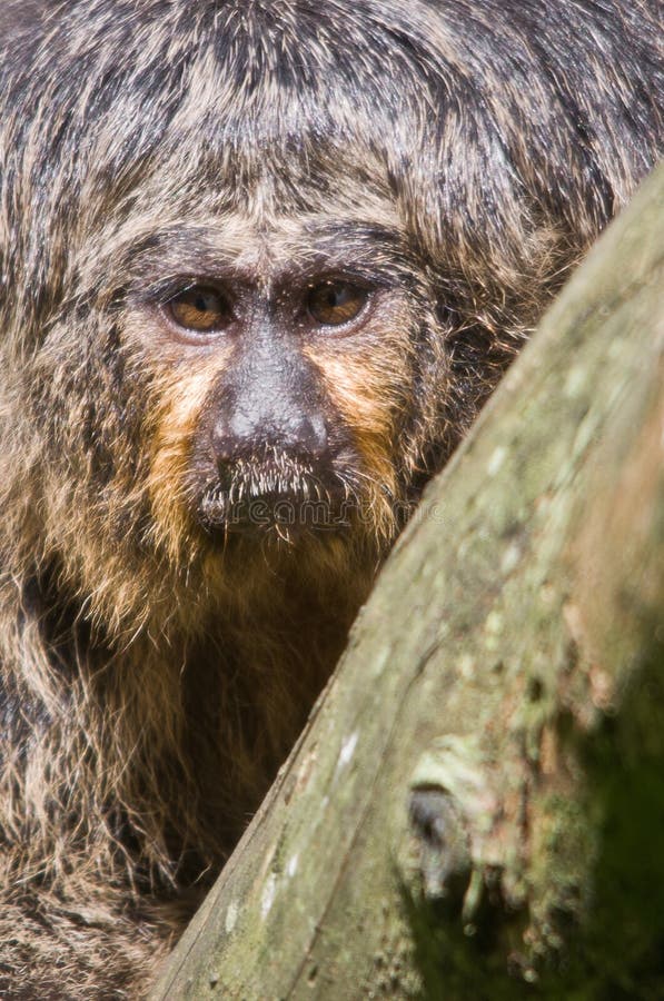 Monkey looking back at you stock image. Image of back - 16107313