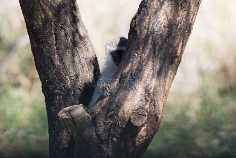 Monkey stock image. Image of zuidafrika, looking, monkey - 62494779