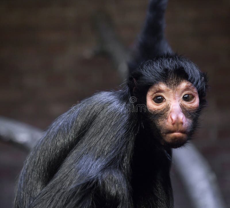 The Monkey Looking at the Camera Stock Photo - Image of monkey, face ...