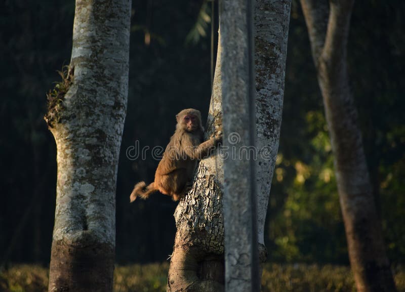 Monkey climbing a tree stock image. Image of monkey - 239545733