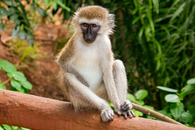 A Monkey Sitting on a Tree at Haller Park in Bamburi, Mombasa, Kenya ...