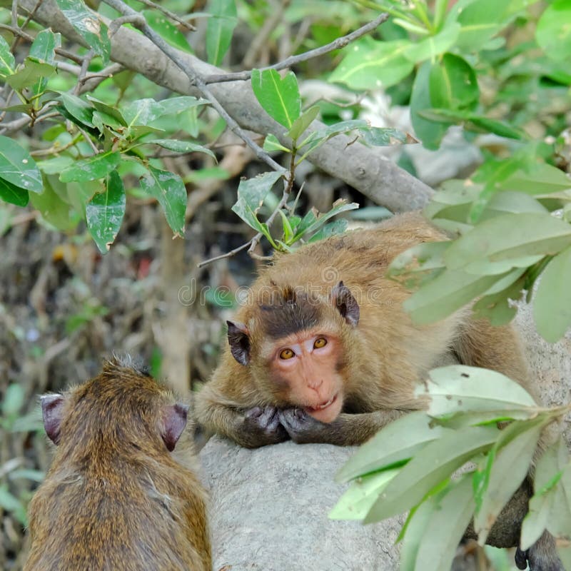 The Monkey Looking At The Camera Stock Photo - Image of funny, looking ...