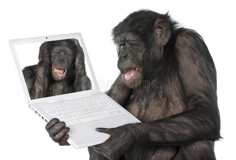 Monkey Looking On A Computer Screen Stock Photo - Image of chimpanzee ...