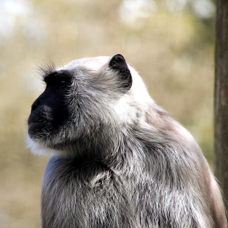 Monkey Looking into the Distant Stock Image - Image of head, gorilla ...