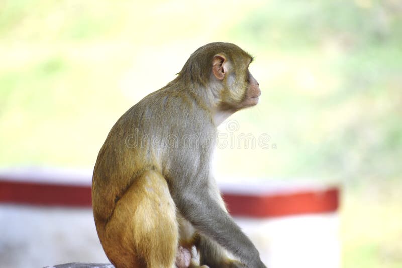 A Monkey stock image. Image of ledge, cute, mammal, anthropoid - 174173513