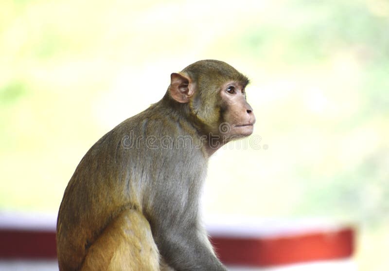 258 Monkey Question Photos - Free & Royalty-Free Stock Photos from ...