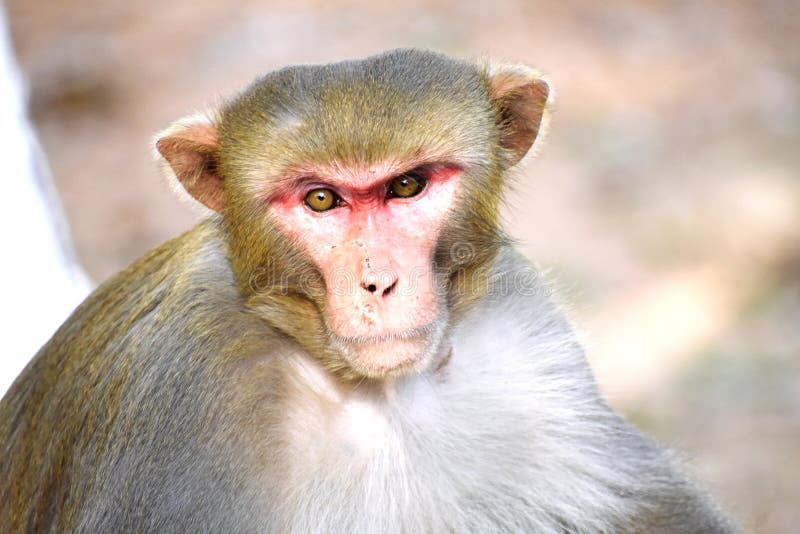 A monkey looking at Camera stock image. Image of white - 152593053