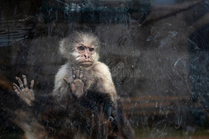 Monkey Looking through Glass Enclosure Stock Photo - Image of rain ...