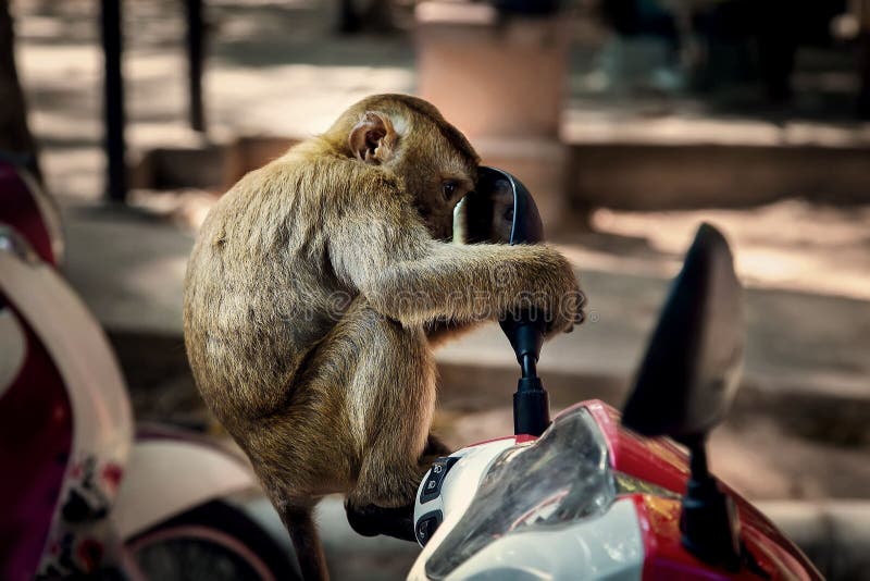 Monkey Looking in the Mirror Stock Image - Image of happy, phuket ...
