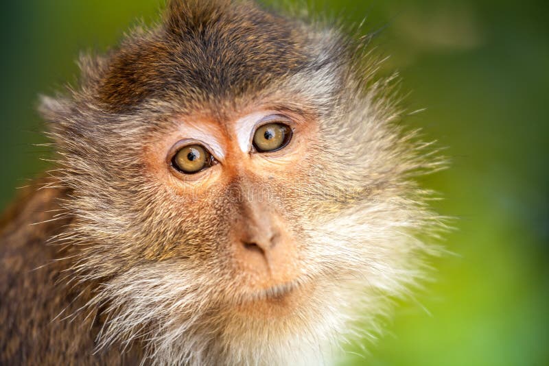 Monkey looking stock image. Image of creature, green - 54087189