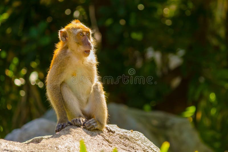 Monkey Looking Out of Camera Stock Photo - Image of primate, tree: 68469106