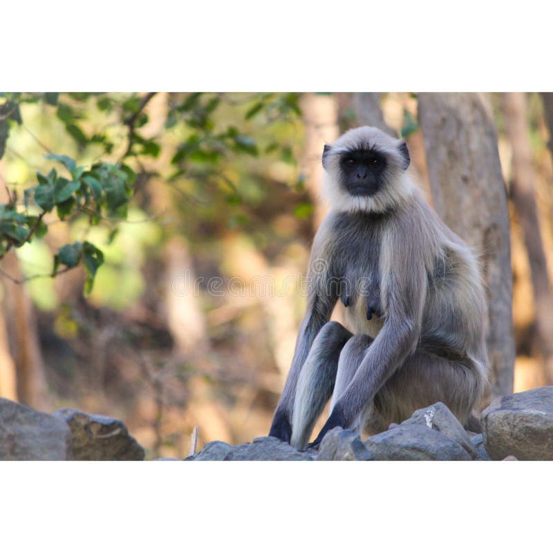 Monkey Looking at the Photographer and Giving Pose Stock Photo - Image ...