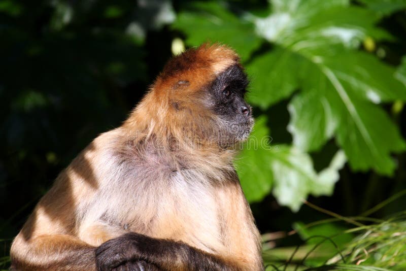 Monkey looking right stock image. Image of mammal, tail - 901727