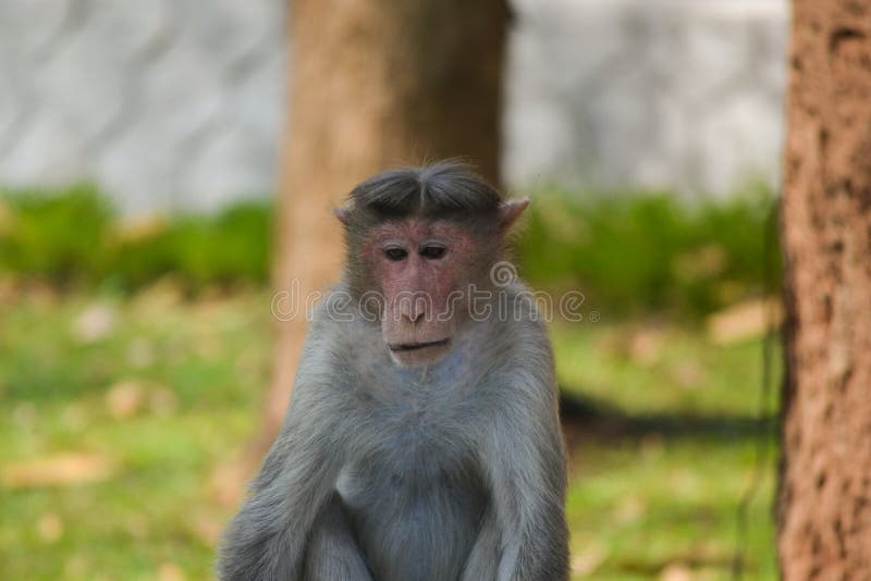Grief on a monkey face. stock image. Image of looking - 220395633