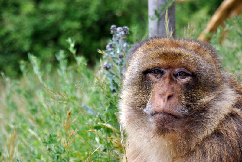 Monkey looking sad stock image. Image of eyes, look - 115046509