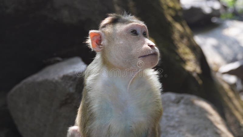 Monkey Looking Sideways Against the Backdrop of Wild Nature Stock Photo ...