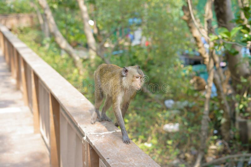 Monkey are Looking for Something Stock Image - Image of asian, banana ...