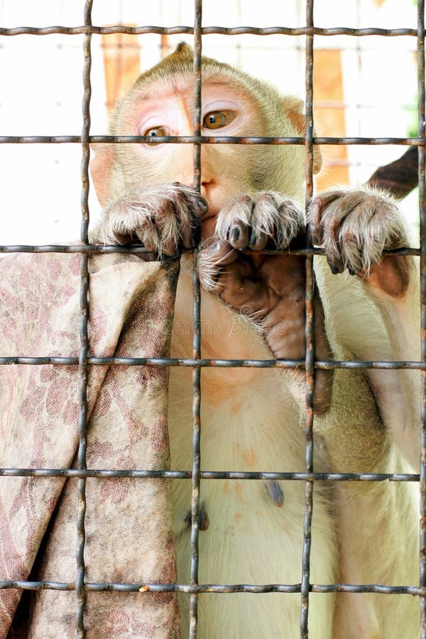 A monkey stock image. Image of animal, eyes, anthropoid - 41345103