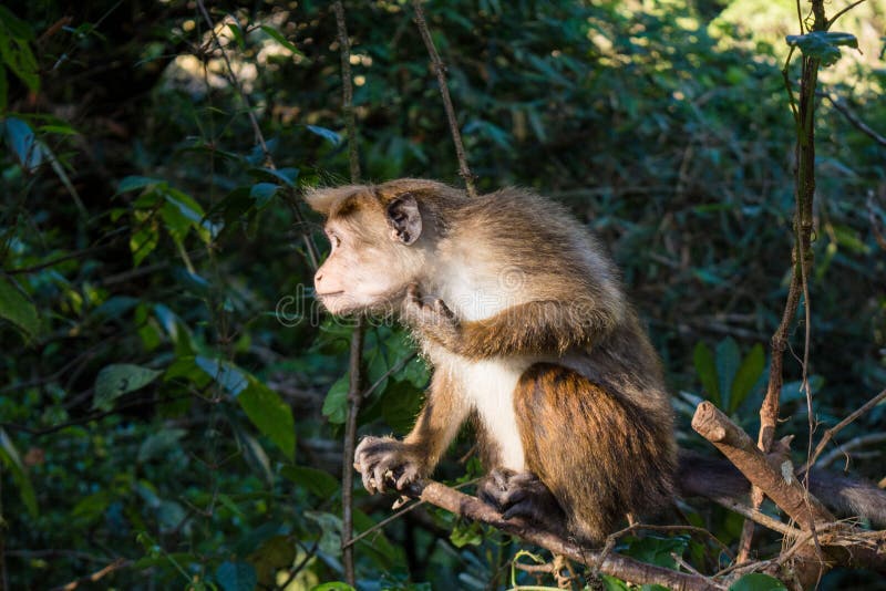 Monkey Looking Somewhere while Sitting on the Tree Stock Photo - Image ...