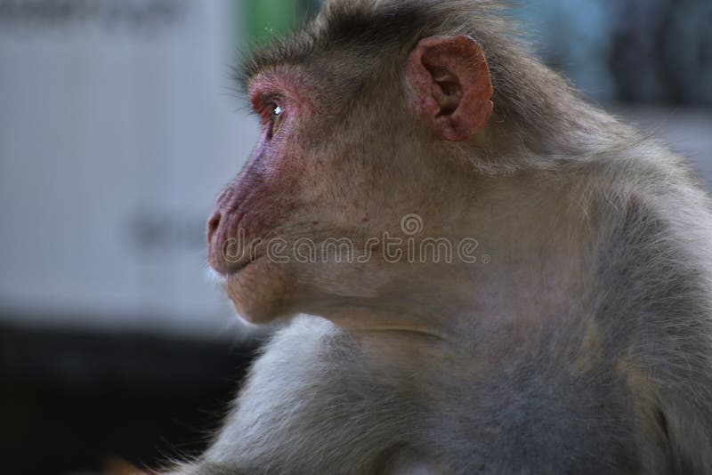 Monkey looking to its left stock image. Image of monkey - 232100333