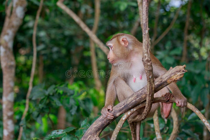 Monkey Looking To the Right. Stock Photo - Image of animal, forest ...