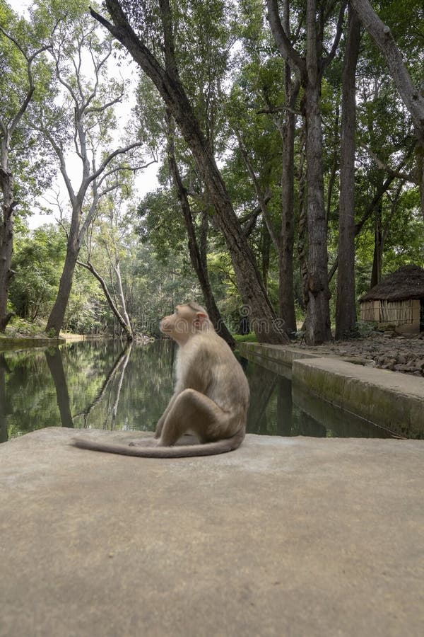 Monkey Looking into Trees by Sitting on the Wall of Water Pound Stock ...