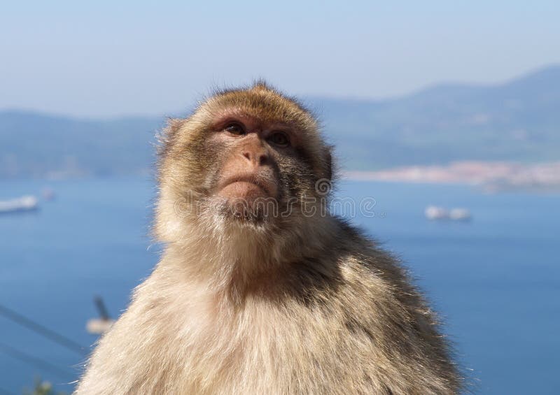Monkey Looking up stock photo. Image of barbary, sylvanus - 9166214