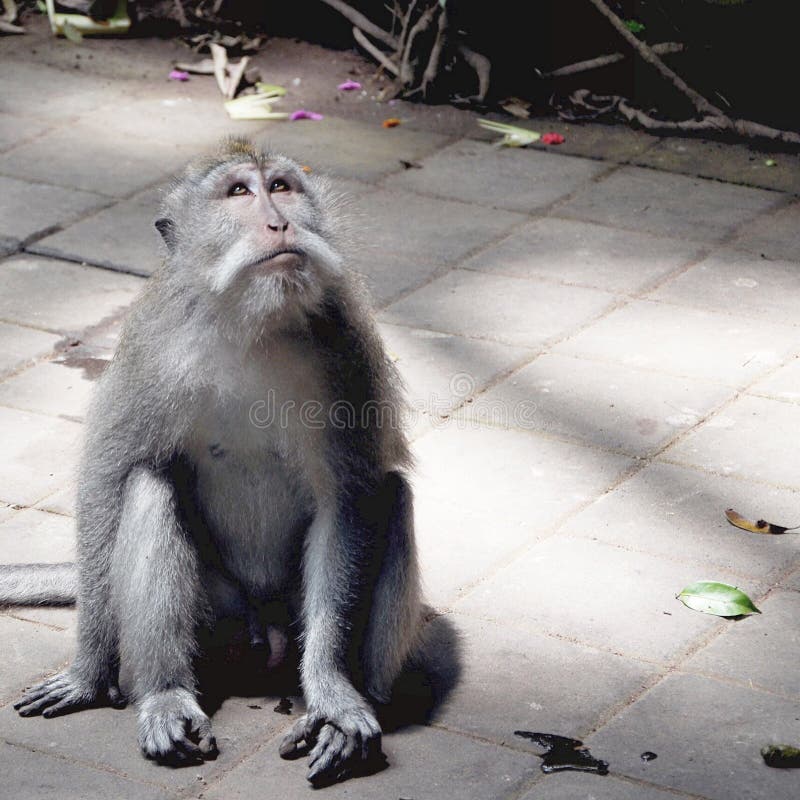 Monkey Looking Upwards stock photo. Image of wildlife - 116228858