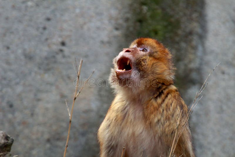 Monkey Looking Upwards with Mouth Open Against a Blurry Concrete Wall ...