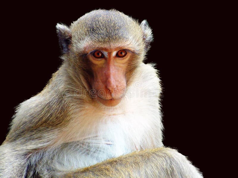 Monkey looking far beyond stock image. Image of corner - 113637231