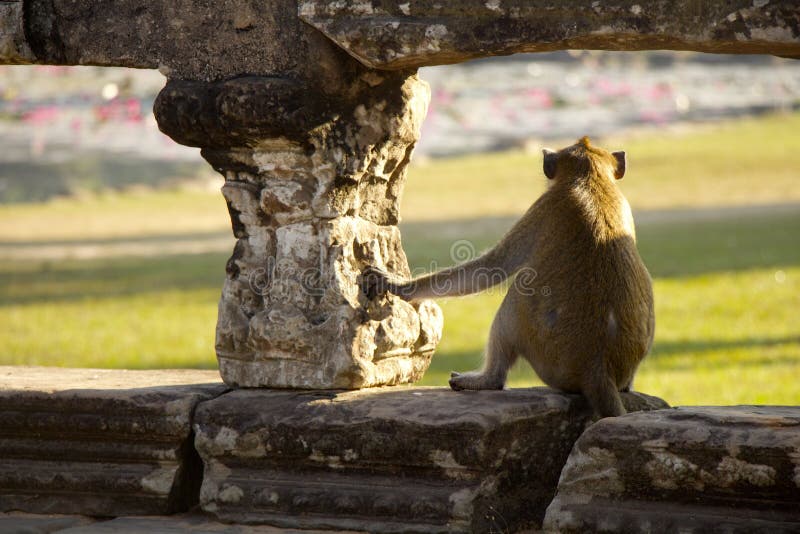 Monkey Lookout stock photo. Image of nature, mammal, animals - 53482382