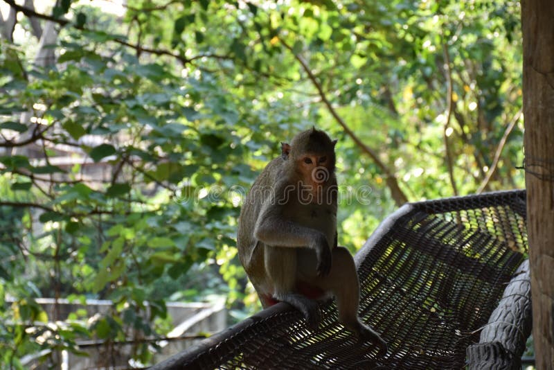 A MONKEY LOOKS at CAMERA stock photo. Image of camera - 89653912