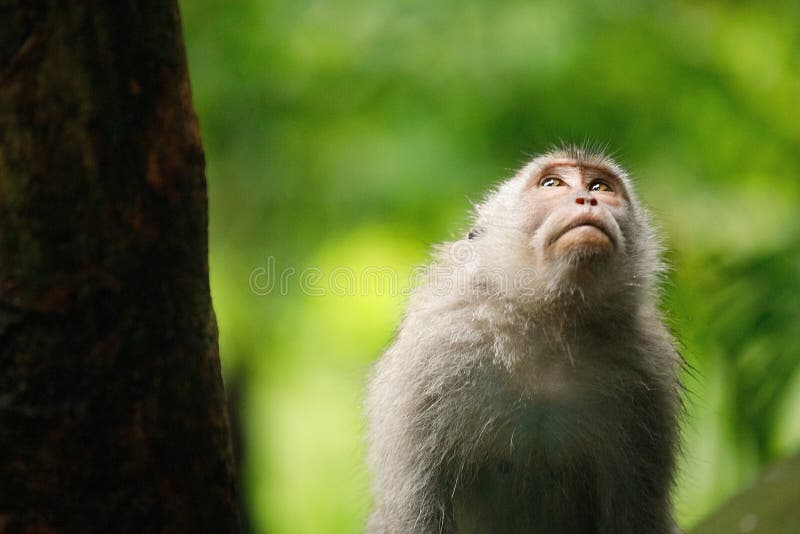 Monkey Looks Up. Sacred Monkey Forest, Ubud, Indonesia Stock Image ...