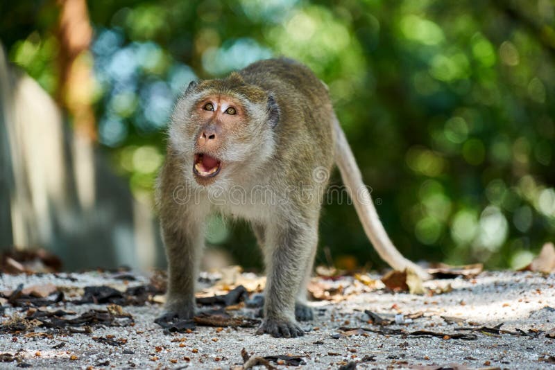 A Monkey Looks For Handouts Near Angkor Wat, Cambodia Stock Photo ...